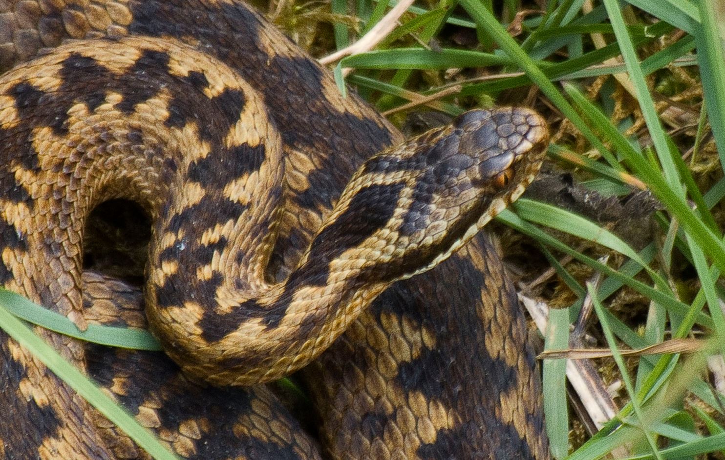 Une aide pour protéger la Vipère péliade | Parc Opale