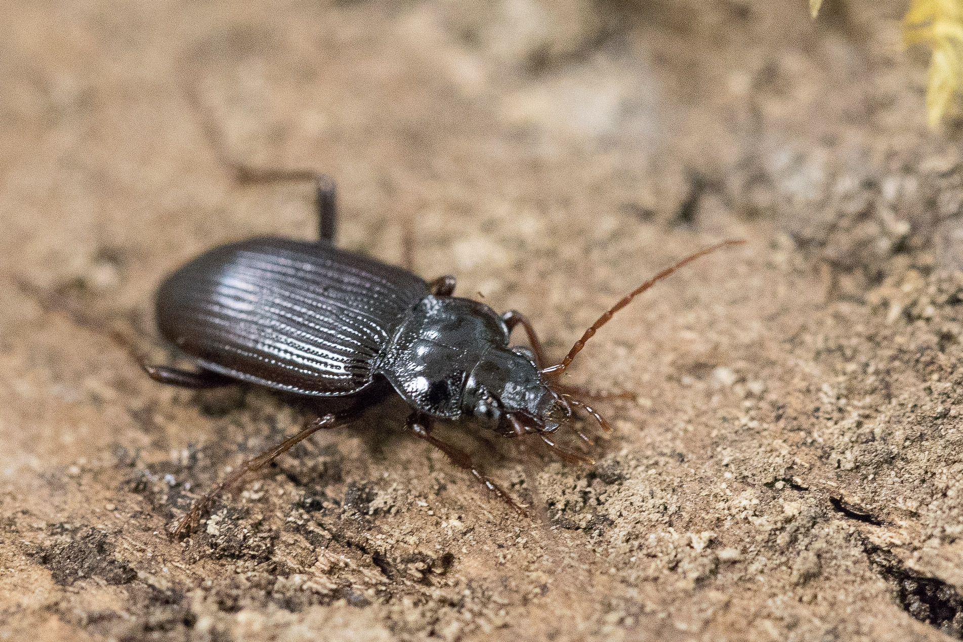 Quand la nature aide l’agriculture, petites histoires qui se jouent ...